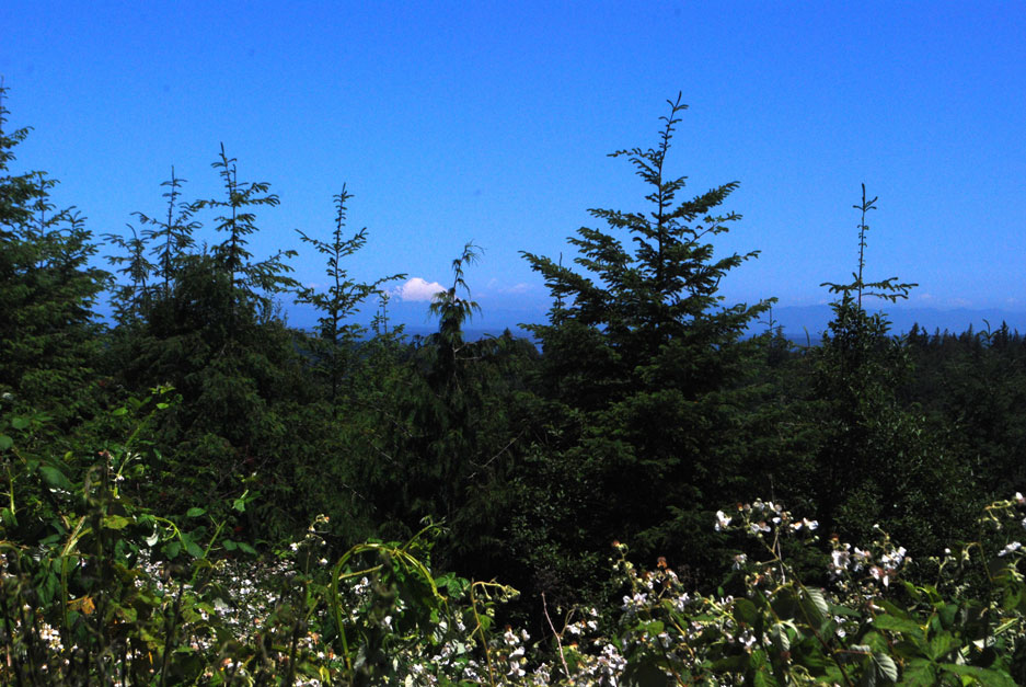 Chimacum Ridge Community Forest Strategic Vision Framework - Jefferson ...